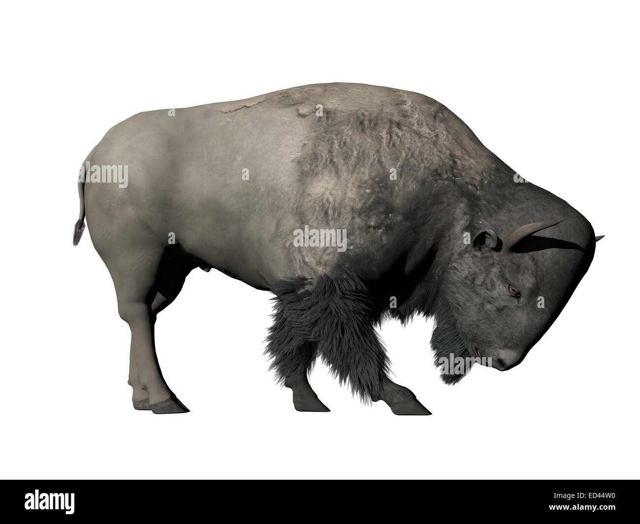 One bison standing head down in white background Stock Photo - Alamy