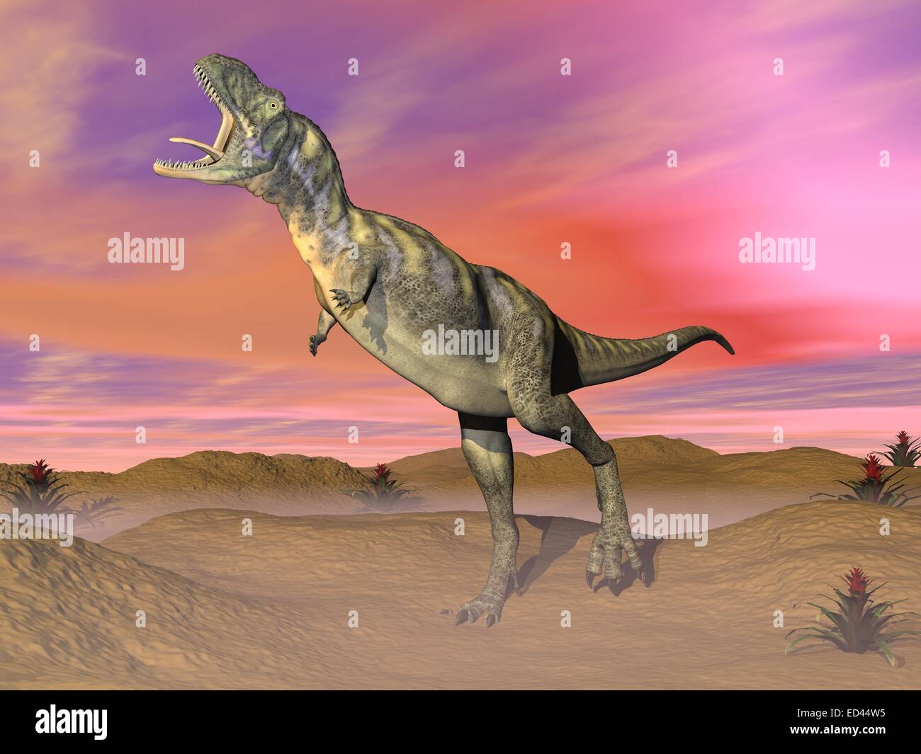 Aucasaurus dinosaur shouting in the desert by sunset Stock Photo - Alamy