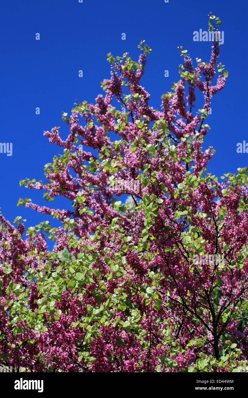 Cercis siliquastrum judas tree spring hi-res stock photography and ...