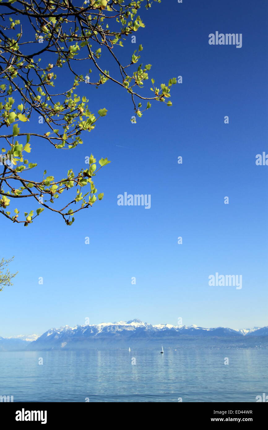 View on lake of Geneva and branches of a tree by beautiful weather ...