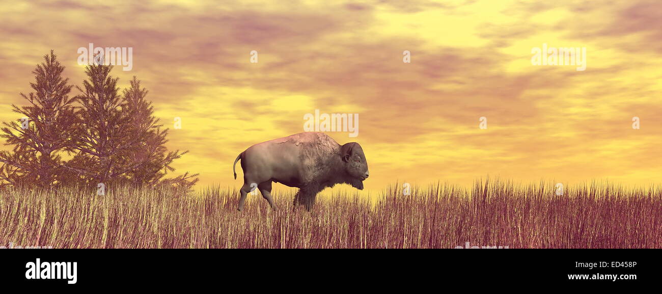 Bison in the grass next to fir trees and walking ahead by brown cloudy ...
