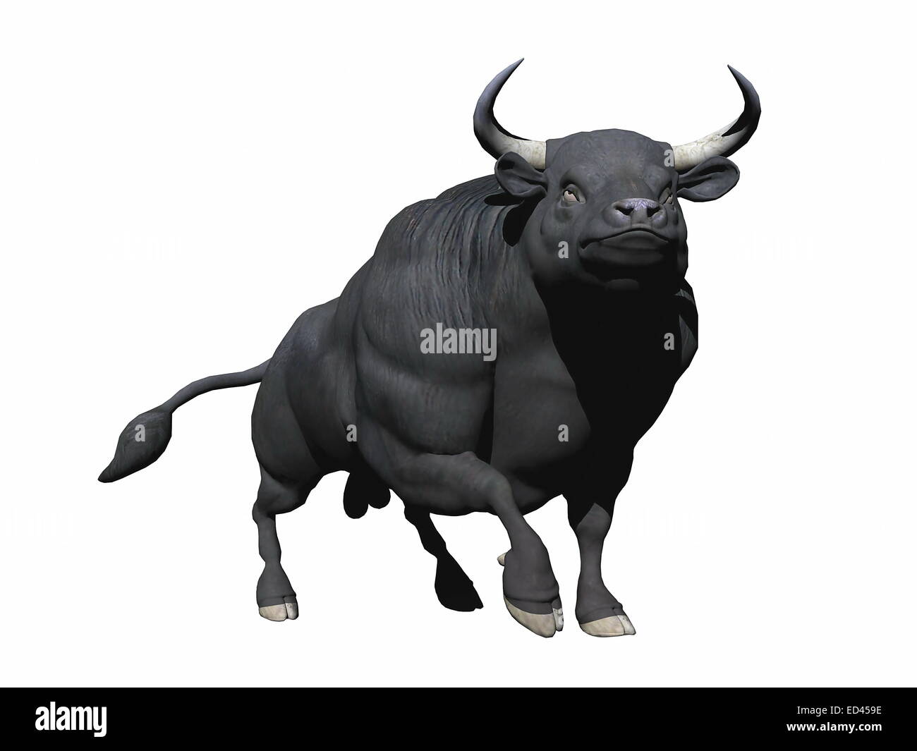 Beautiful big black bull walking in white background Stock Photo - Alamy