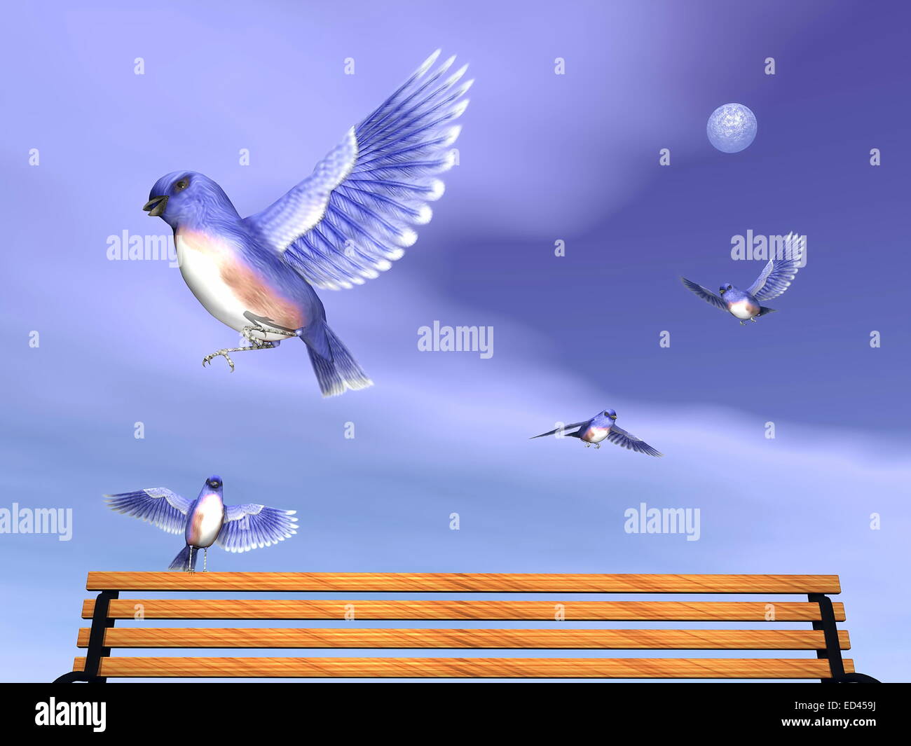 Several beautiful easter blue birds flying upon a wood bench by cloudy ...
