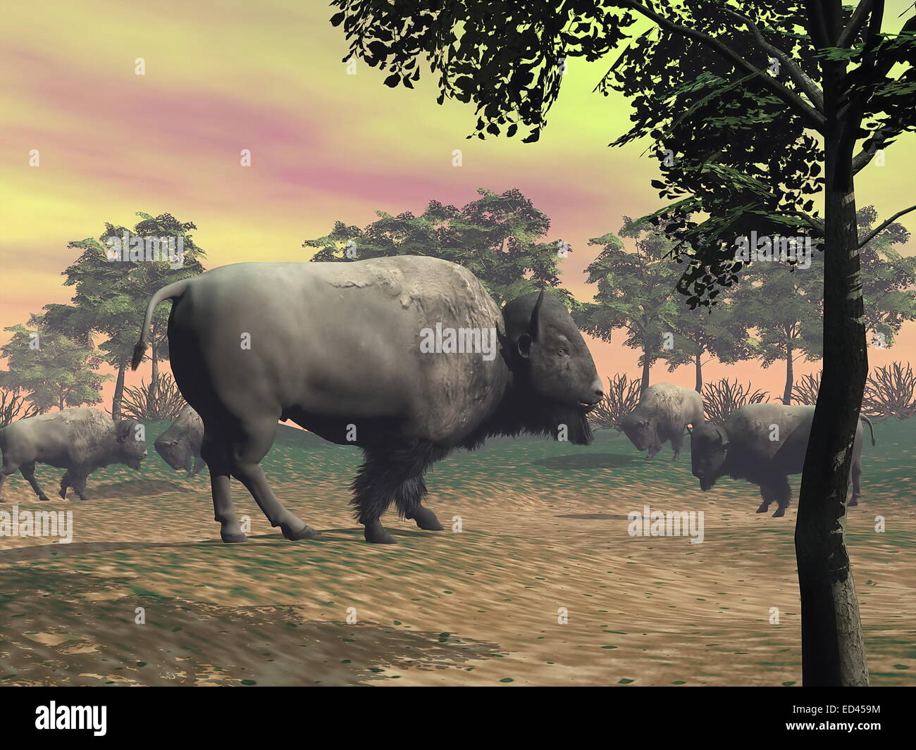 Herd of bisons in the nature surrounded with trees by cloudy sunset ...