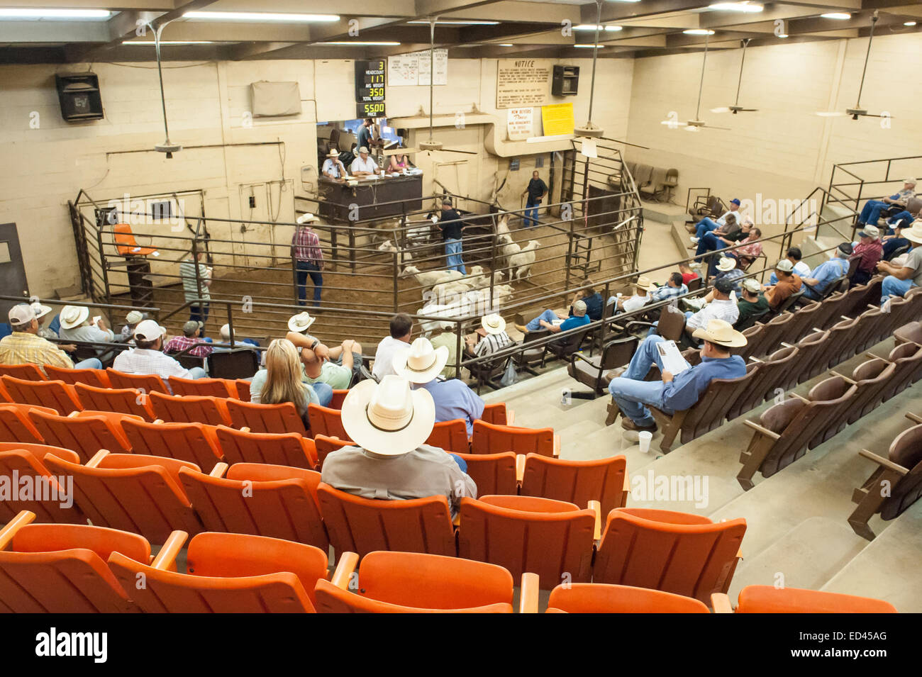 Livestock auction usa hi-res stock photography and images - Alamy