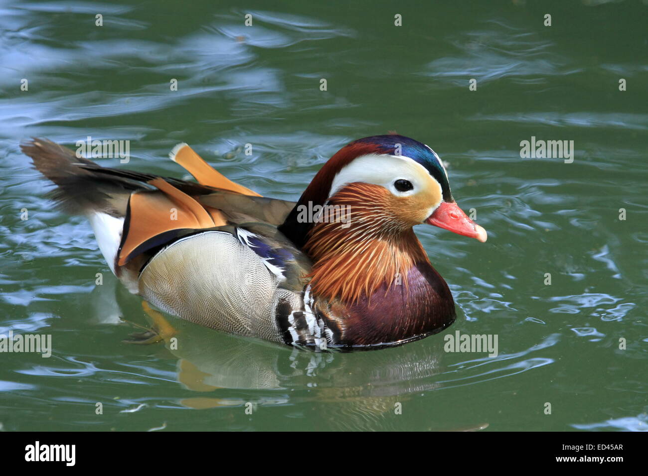 Mandarin duck swimming on lake hi-res stock photography and images - Alamy