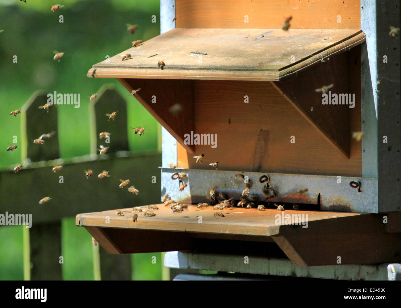 Lots of bees flying around a beehive in the nature Stock Photo - Alamy
