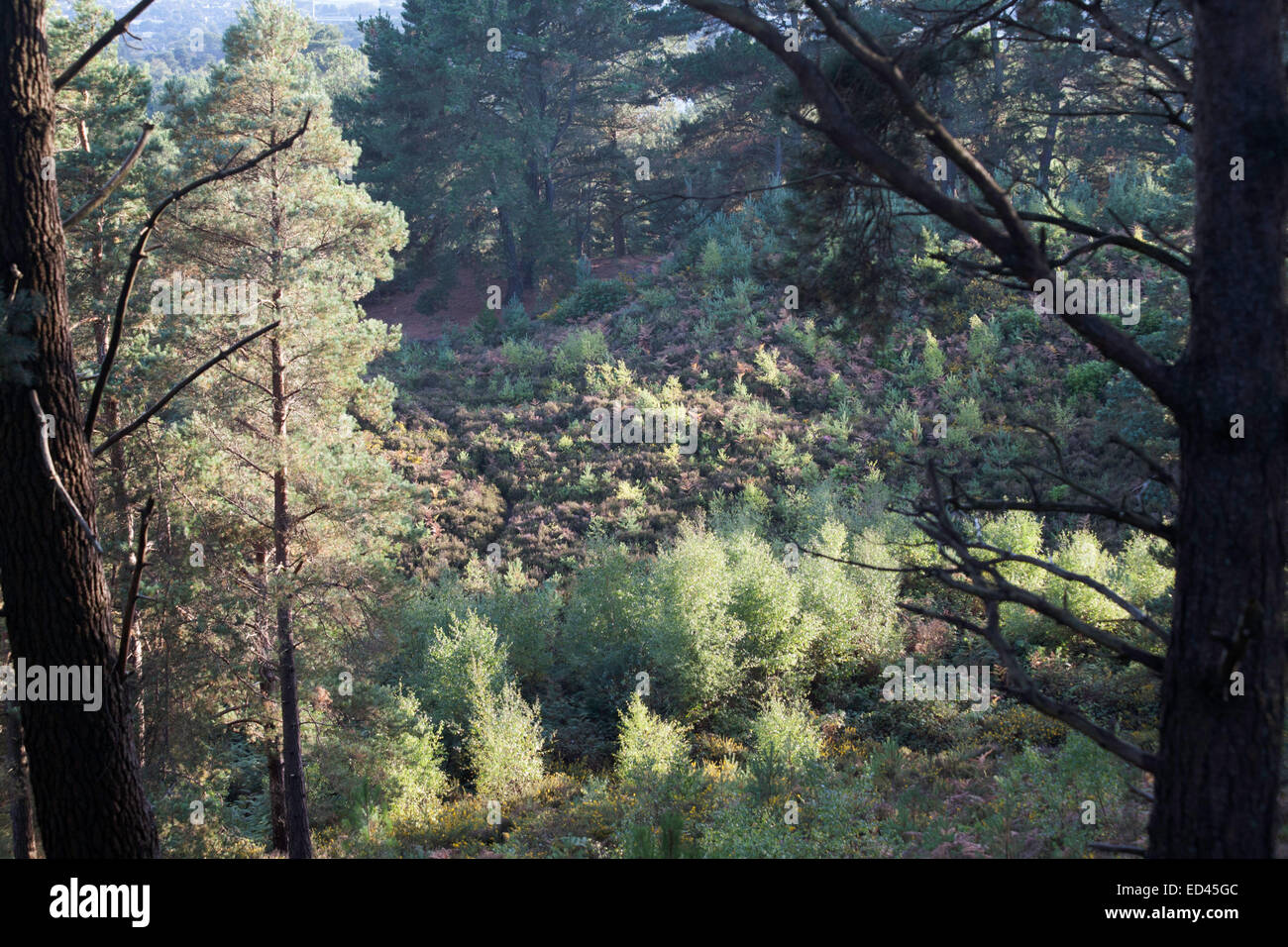Scots Pine Wood Trees Canford Heath Poole Dorset England Stock Photo ...