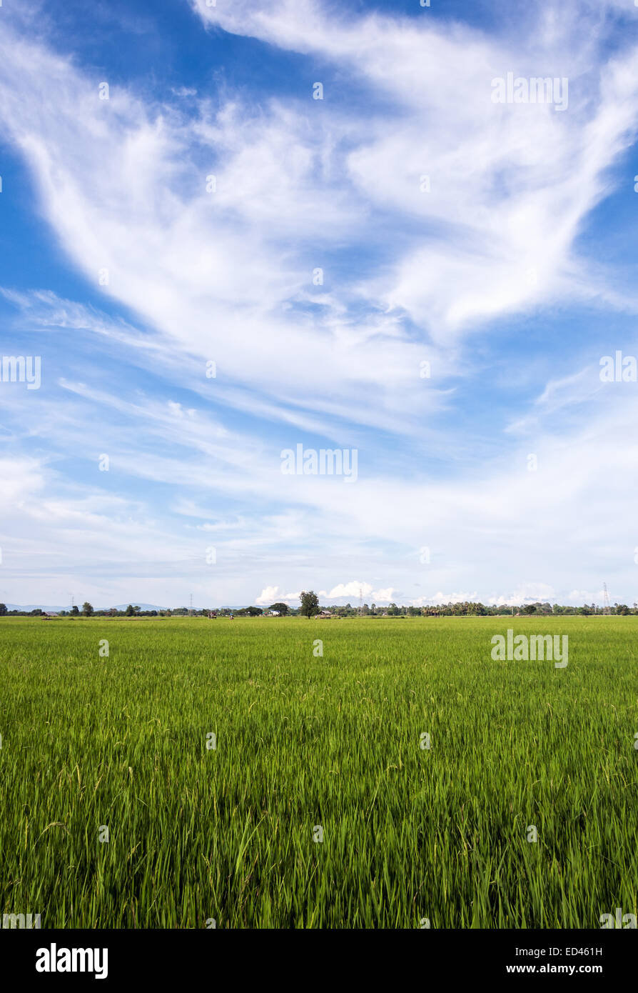 Fresh paddy field in the countryside of Thailand Stock Photo - Alamy