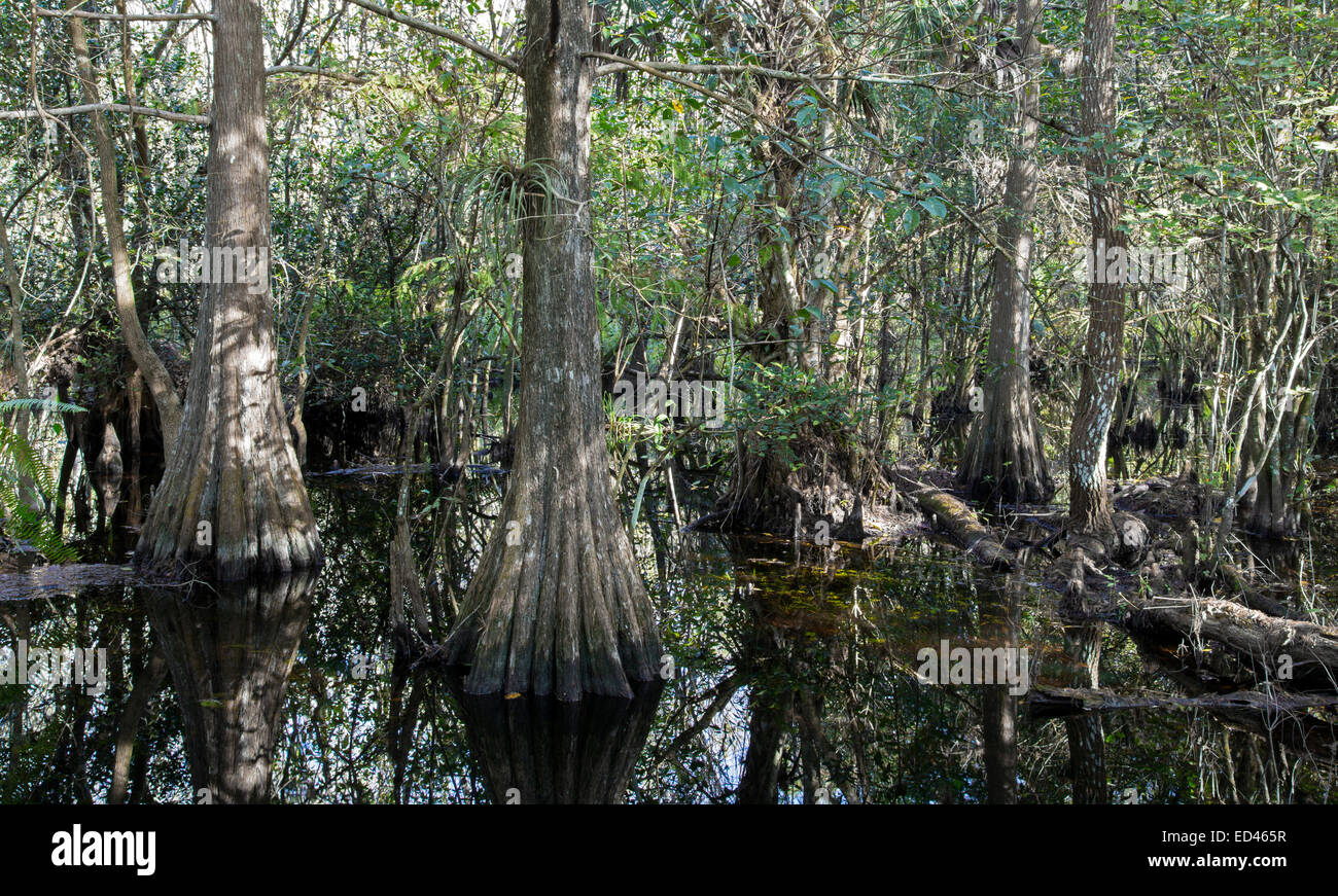 Everglades tree hi-res stock photography and images - Alamy