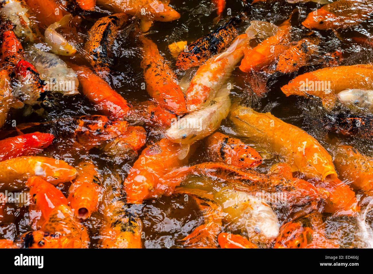Crowd of koi fish being fed in a pond Stock Photo - Alamy