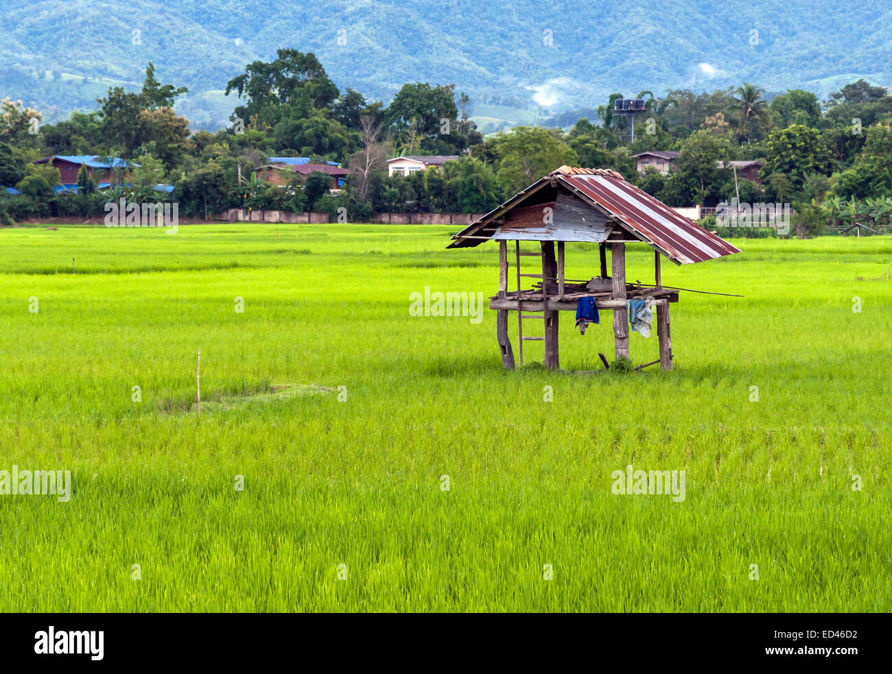 Old wooden hut on paddy field in the countryside of Thailand Stock ...