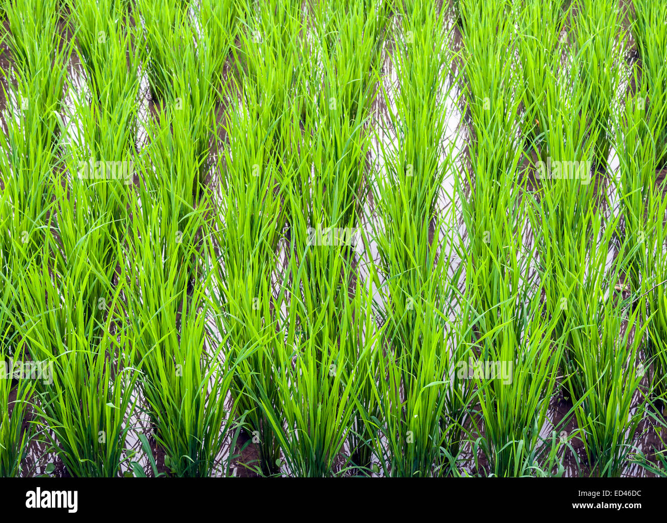 Fresh paddy fields in the countryside farm Stock Photo - Alamy