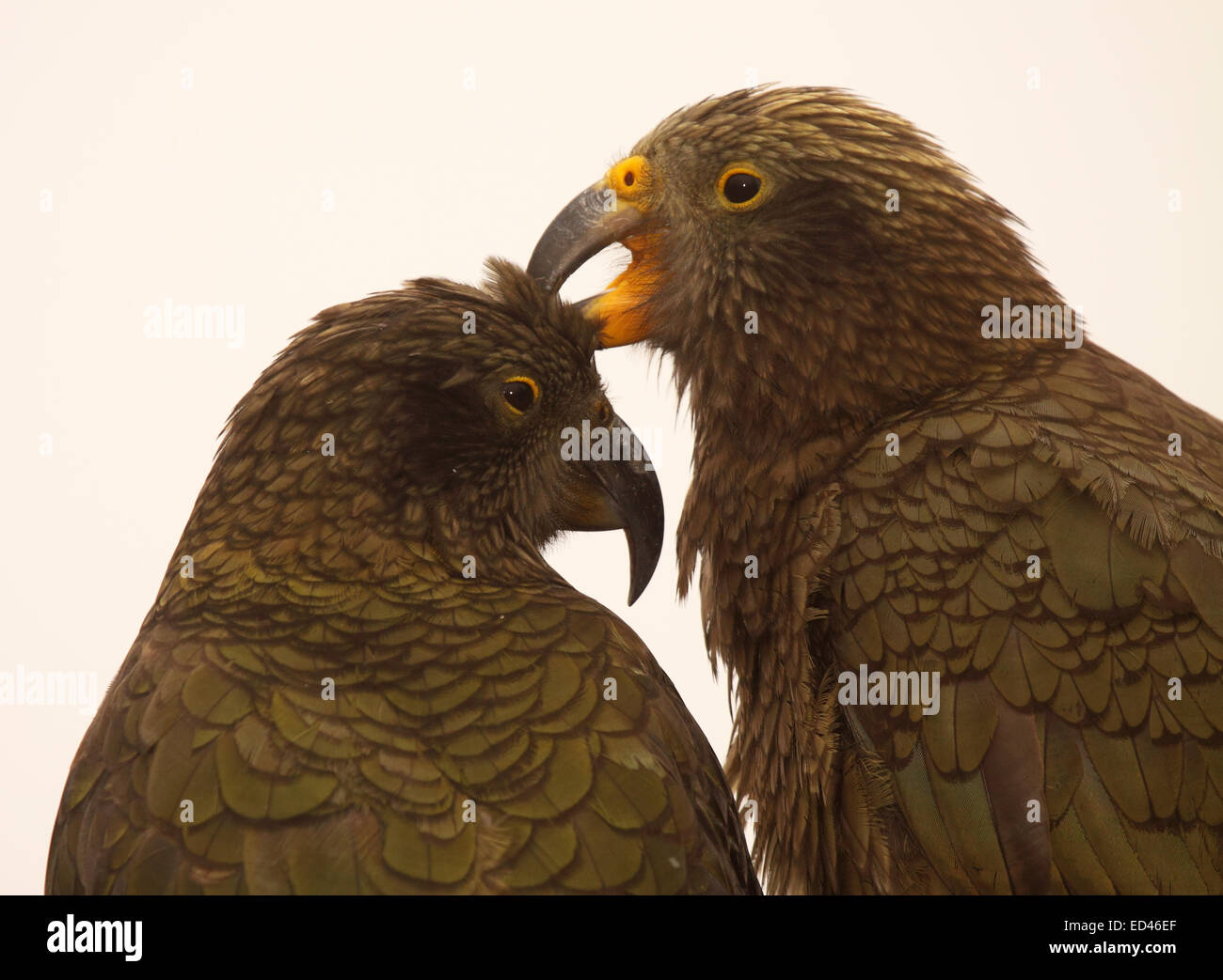 Kea behavior hi-res stock photography and images - Alamy