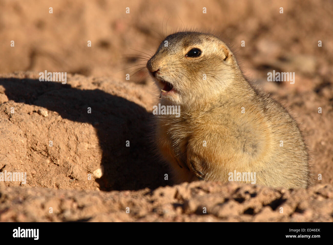Prairie dog mexico call hi-res stock photography and images - Alamy