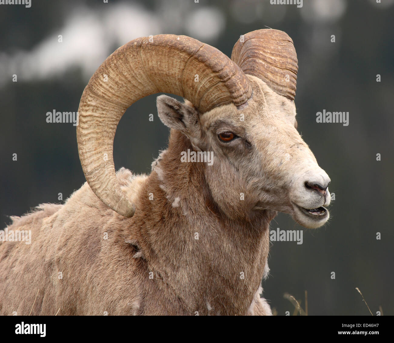 A Bighorn Ram chattering a bit Stock Photo - Alamy