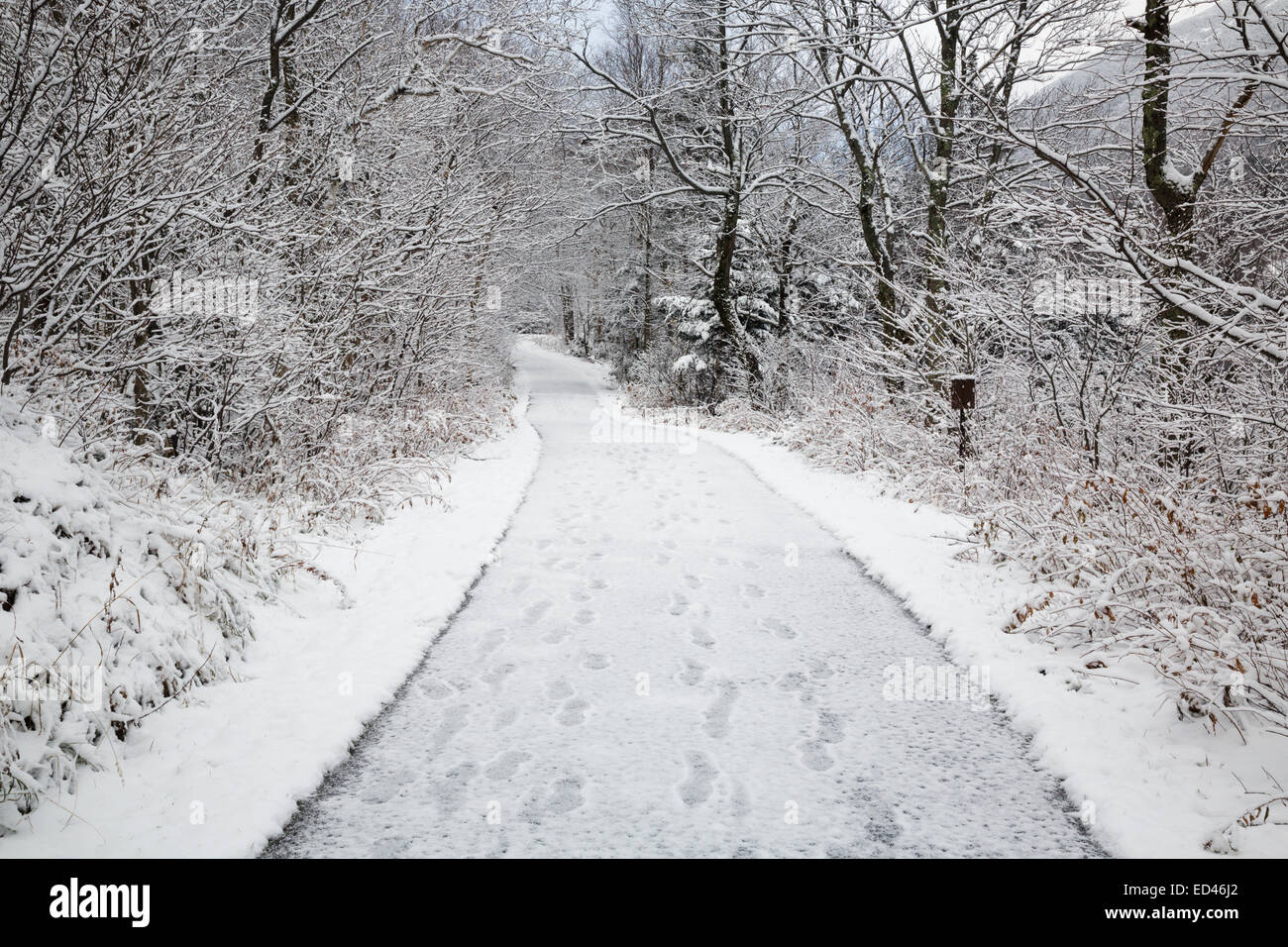 Franconia Notch State Park - Scenic view along the Franconia Notch Bike ...
