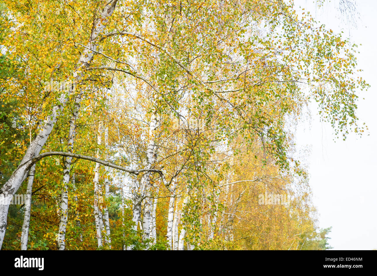 silver birch trees in the autumn Stock Photo - Alamy
