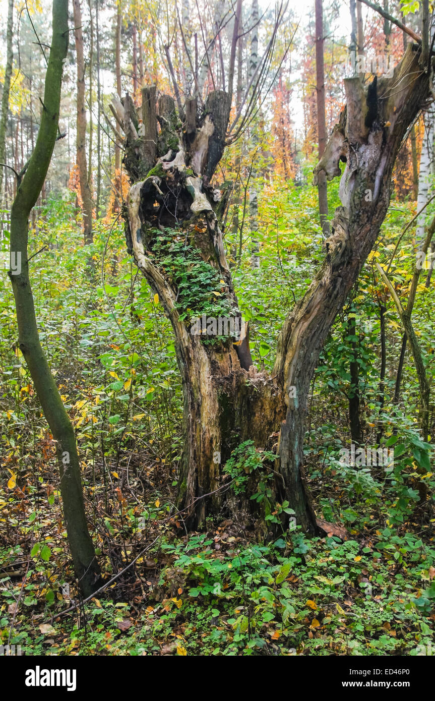 Rotten tree hi-res stock photography and images - Alamy