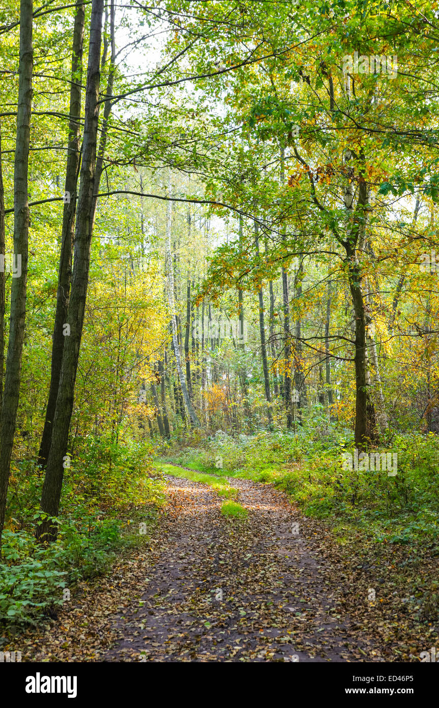 Track in a colorful autumn forest Stock Photo - Alamy