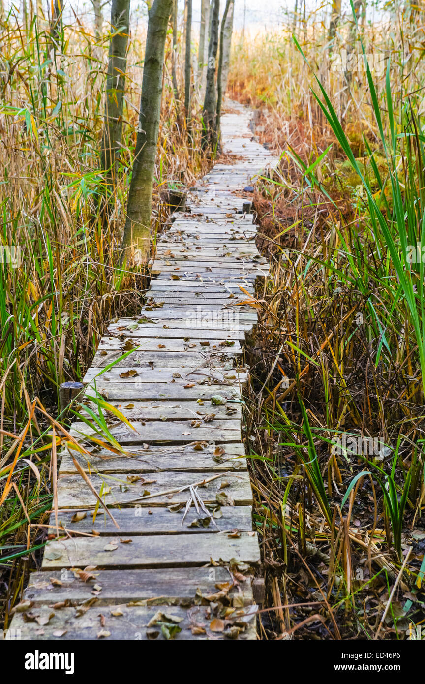 Old wooden boardwalk cuts through the reeds Stock Photo - Alamy