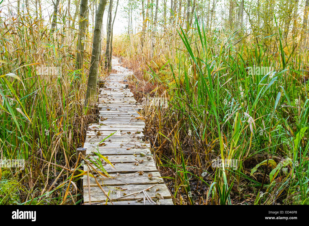 Old wooden boardwalk cuts through the reeds Stock Photo - Alamy
