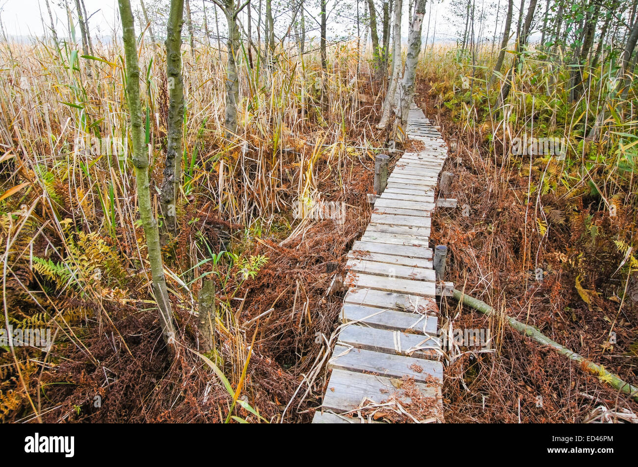 Boardwalk through vegetation hi-res stock photography and images - Alamy