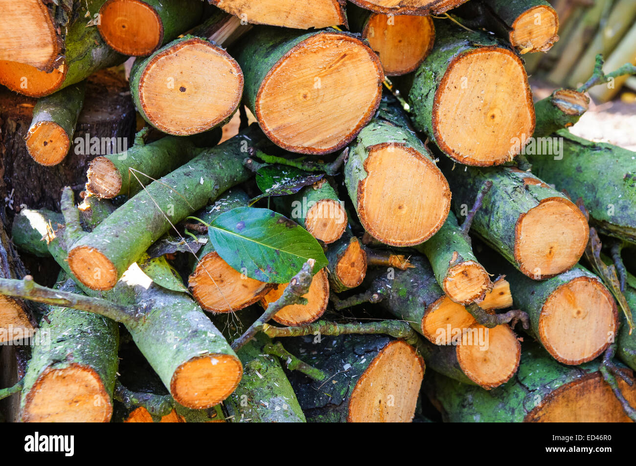 Drying timber hi-res stock photography and images - Alamy