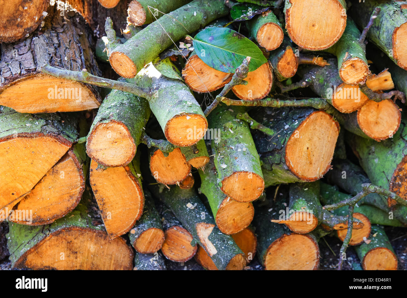 Stacked pile dry firewood hi-res stock photography and images - Alamy
