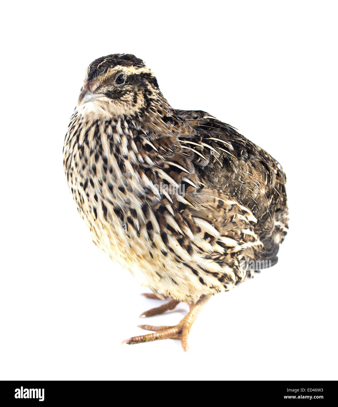 quail isolated on white background Stock Photo - Alamy