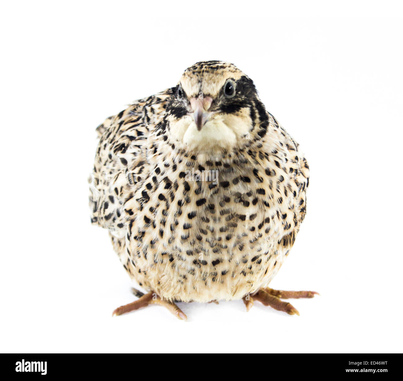 quail isolated on white background Stock Photo - Alamy