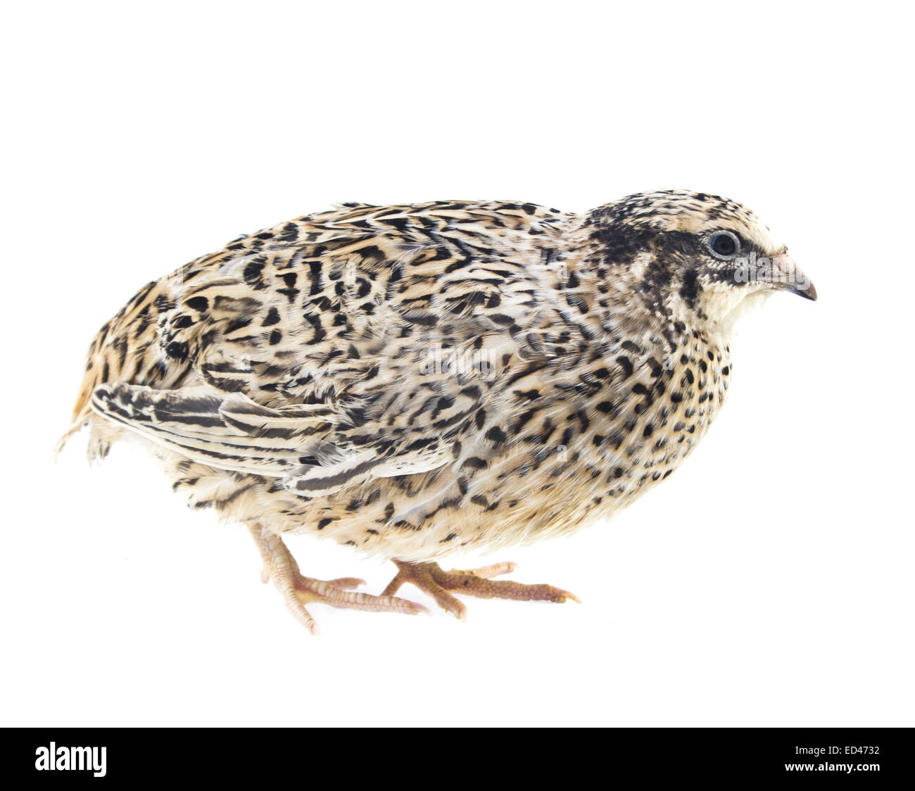 quail isolated on white background Stock Photo - Alamy