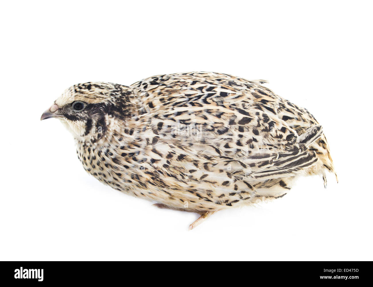 quail isolated on white background Stock Photo - Alamy