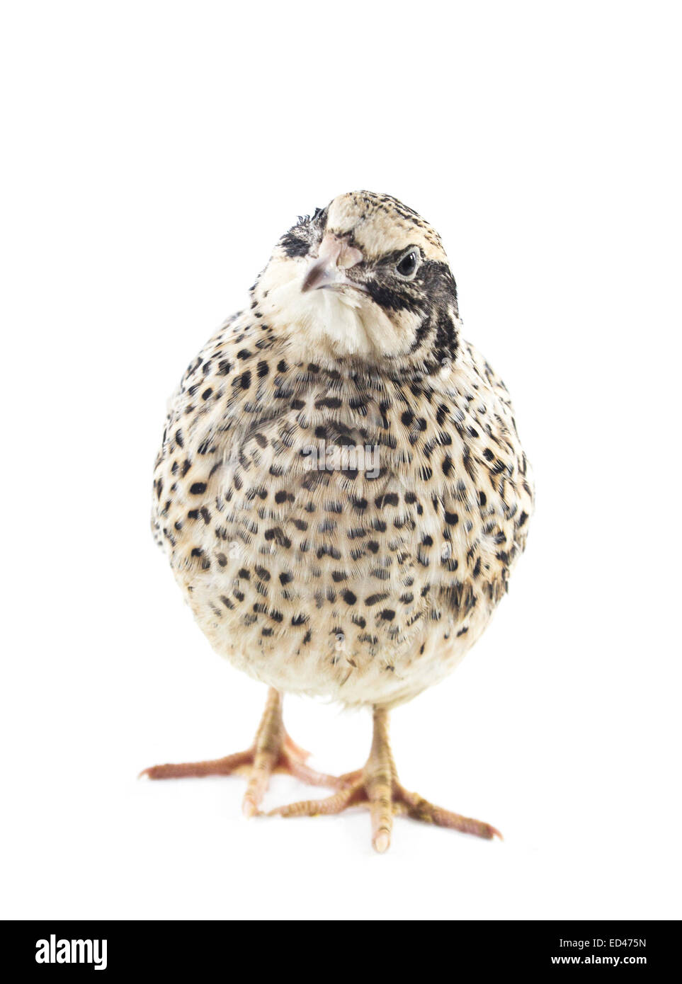 quail isolated on white background Stock Photo - Alamy