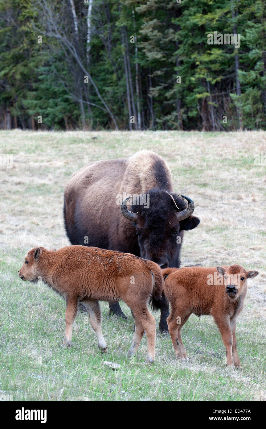 Baby Buffalo with mother in Custer State Park in South Dakota Stock ...