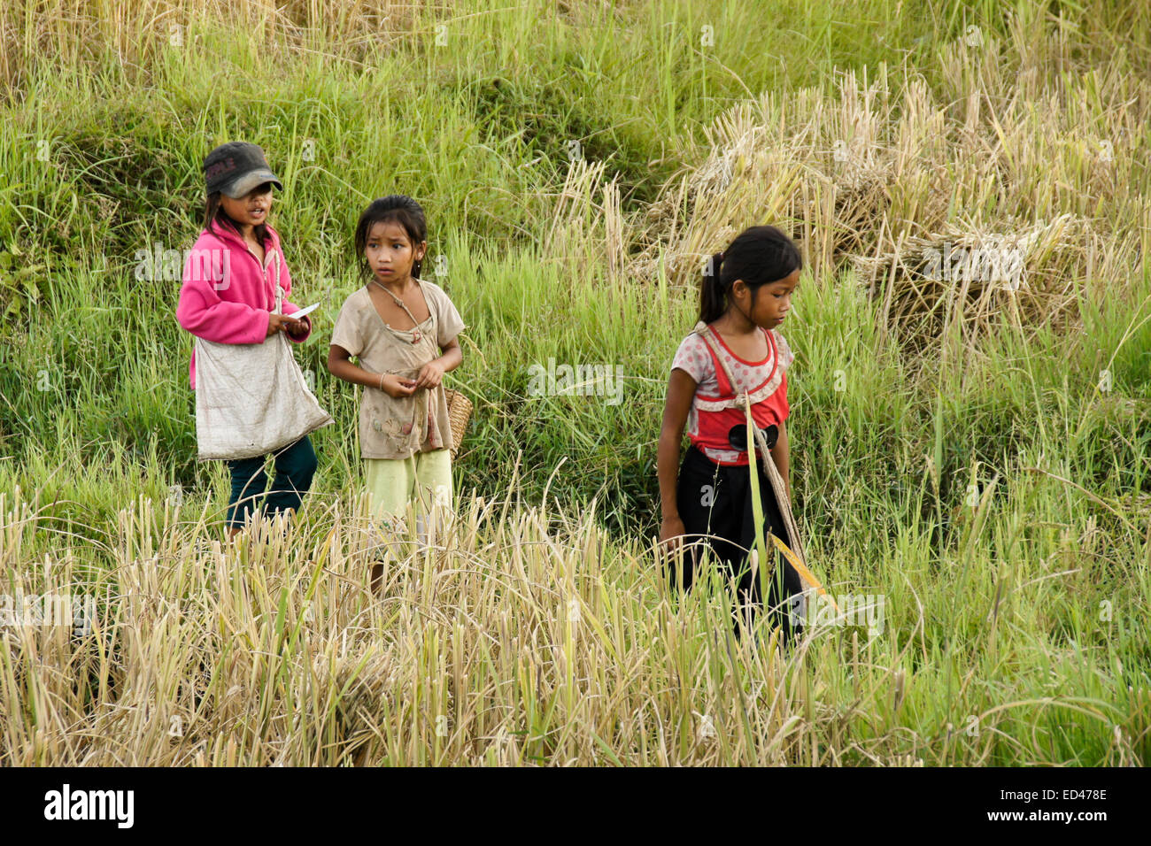 Young girls in rice field, Laos Stock Photo - Alamy