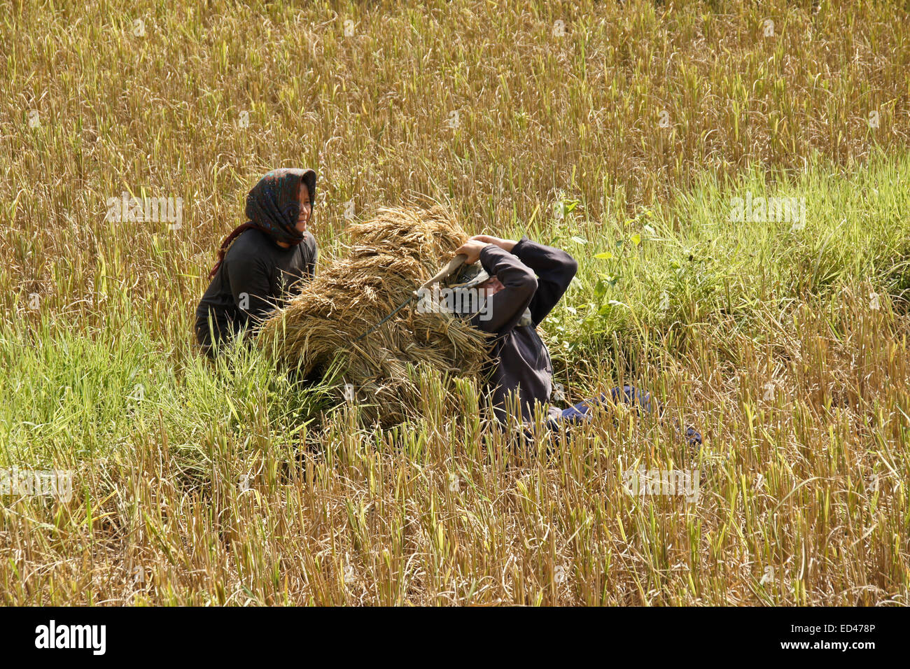 Farmers harvesting in scenic hi-res stock photography and images - Alamy
