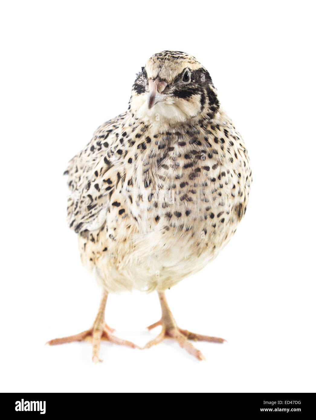 quail isolated on white background Stock Photo - Alamy