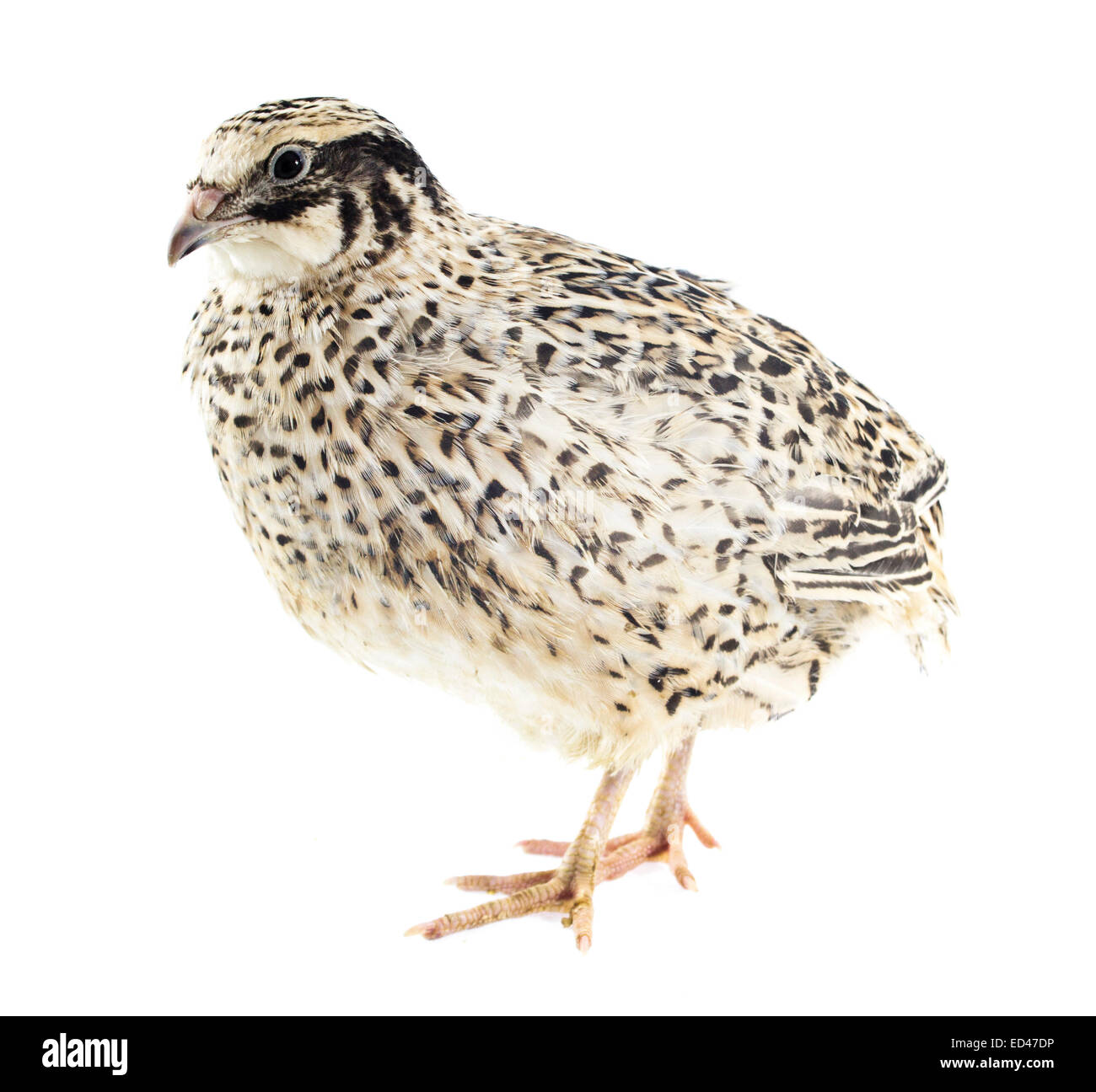 quail isolated on white background Stock Photo - Alamy