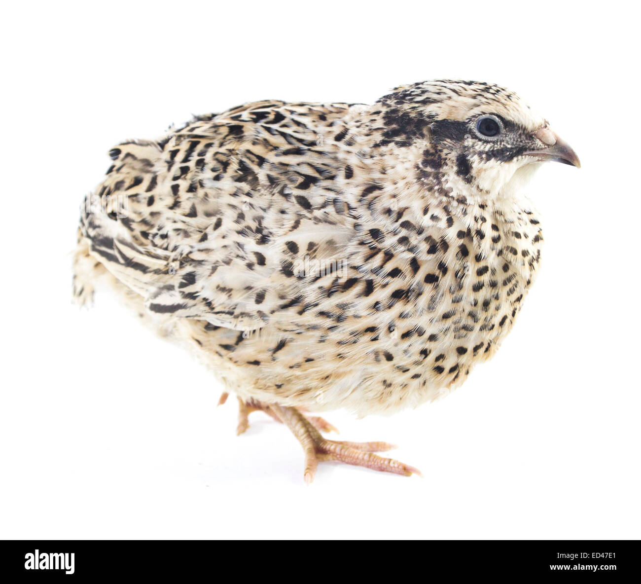 quail isolated on white background Stock Photo - Alamy