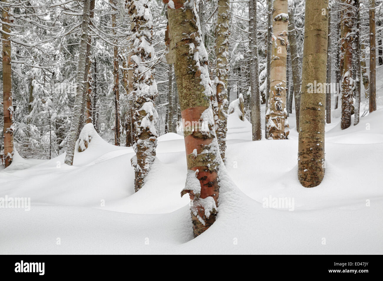 Forest on the northern slopes of Mount Jim in Kinsman Notch of ...