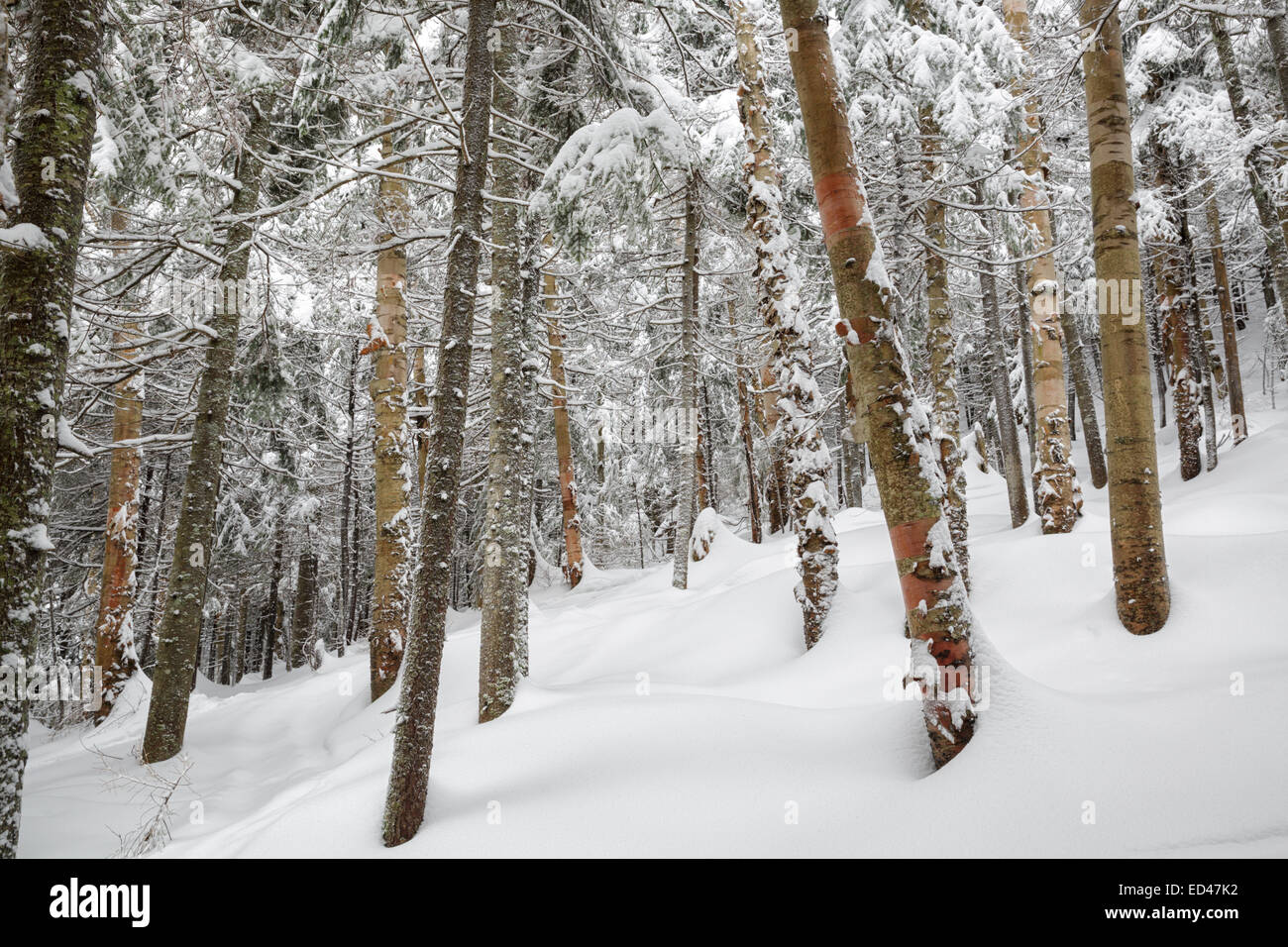 Forest on the northern slopes of Mount Jim in Kinsman Notch of ...