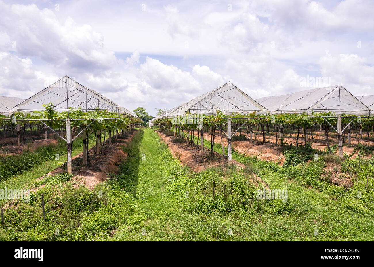 Grape farm in the countryside of Thailand Stock Photo - Alamy