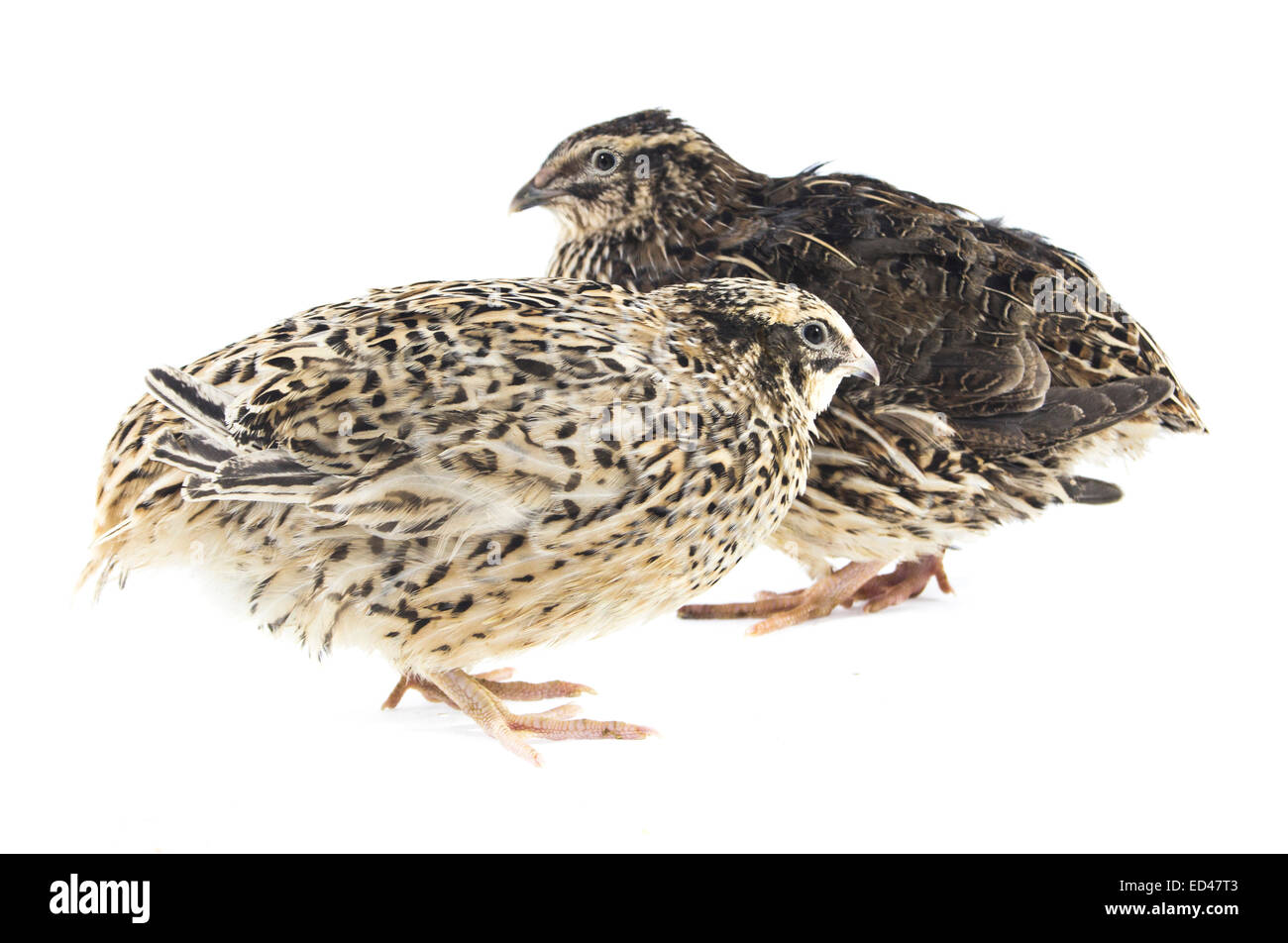 quail isolated on white background Stock Photo - Alamy
