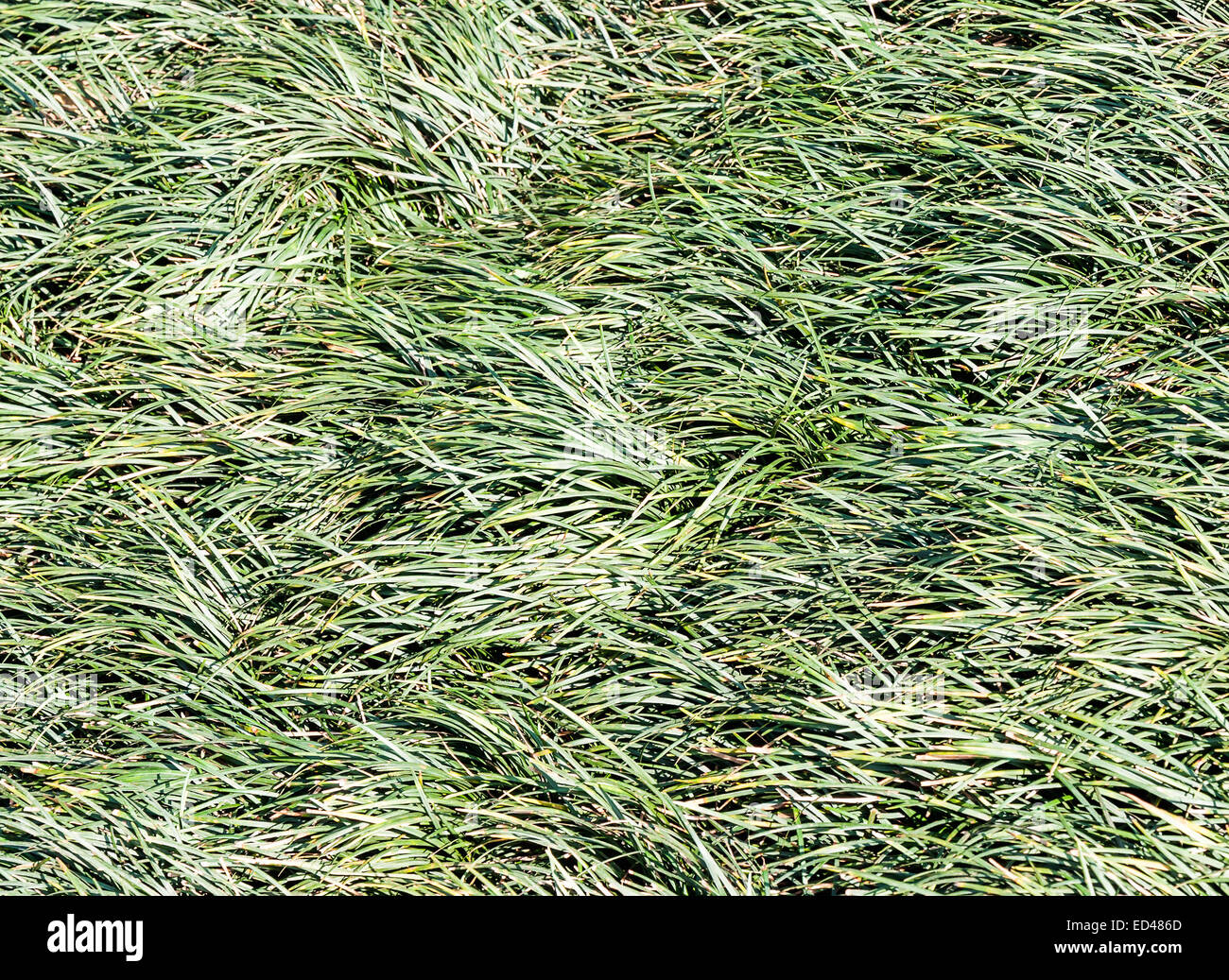 Complex grass in the botanical garden Stock Photo - Alamy