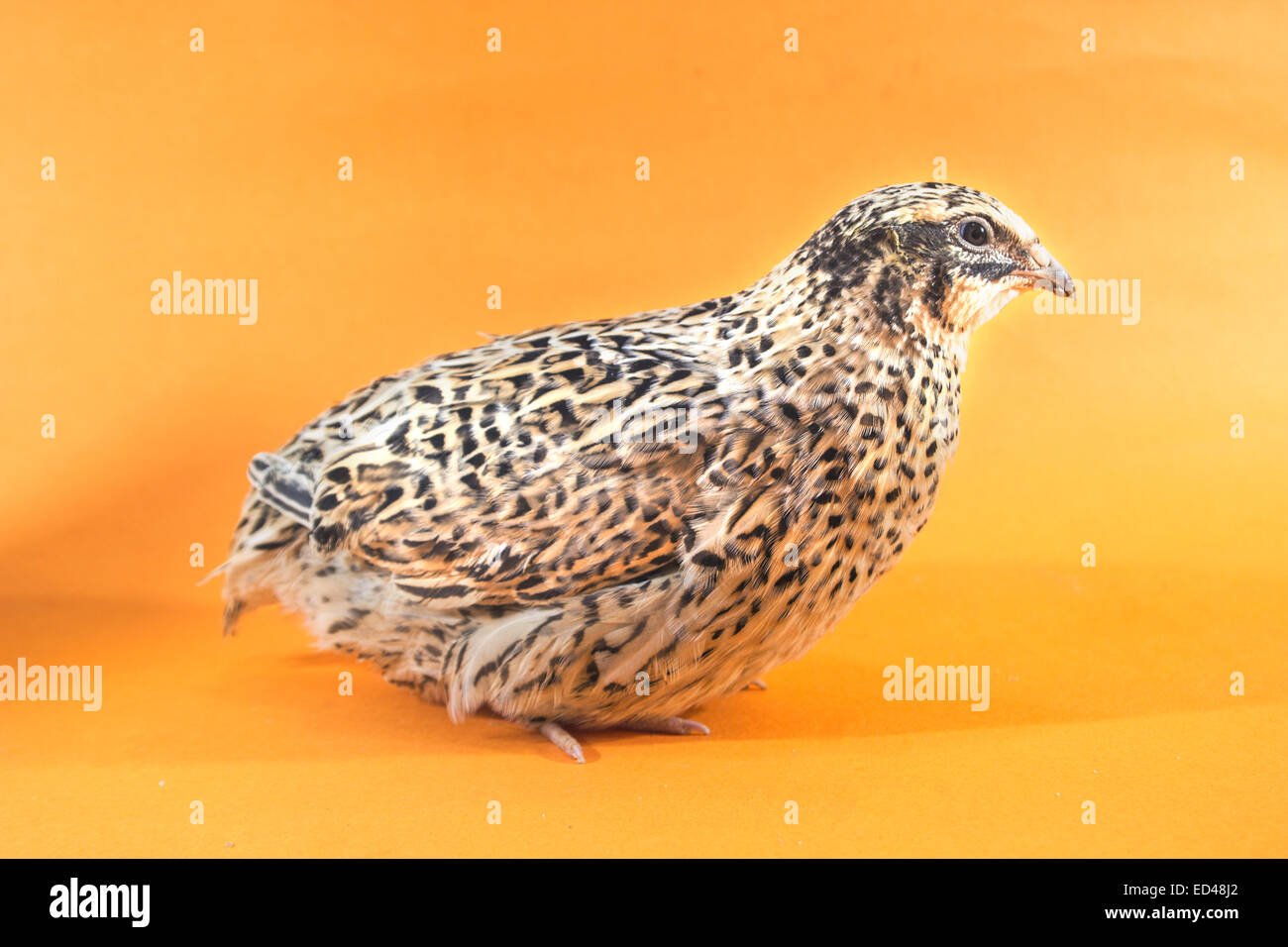 quail isolated on orange background Stock Photo - Alamy