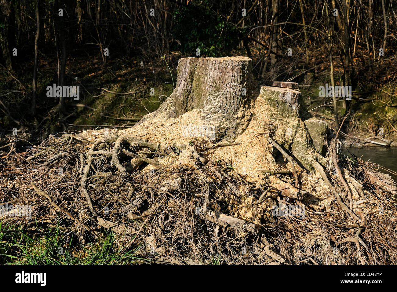 Tree stump section icon hi-res stock photography and images - Alamy