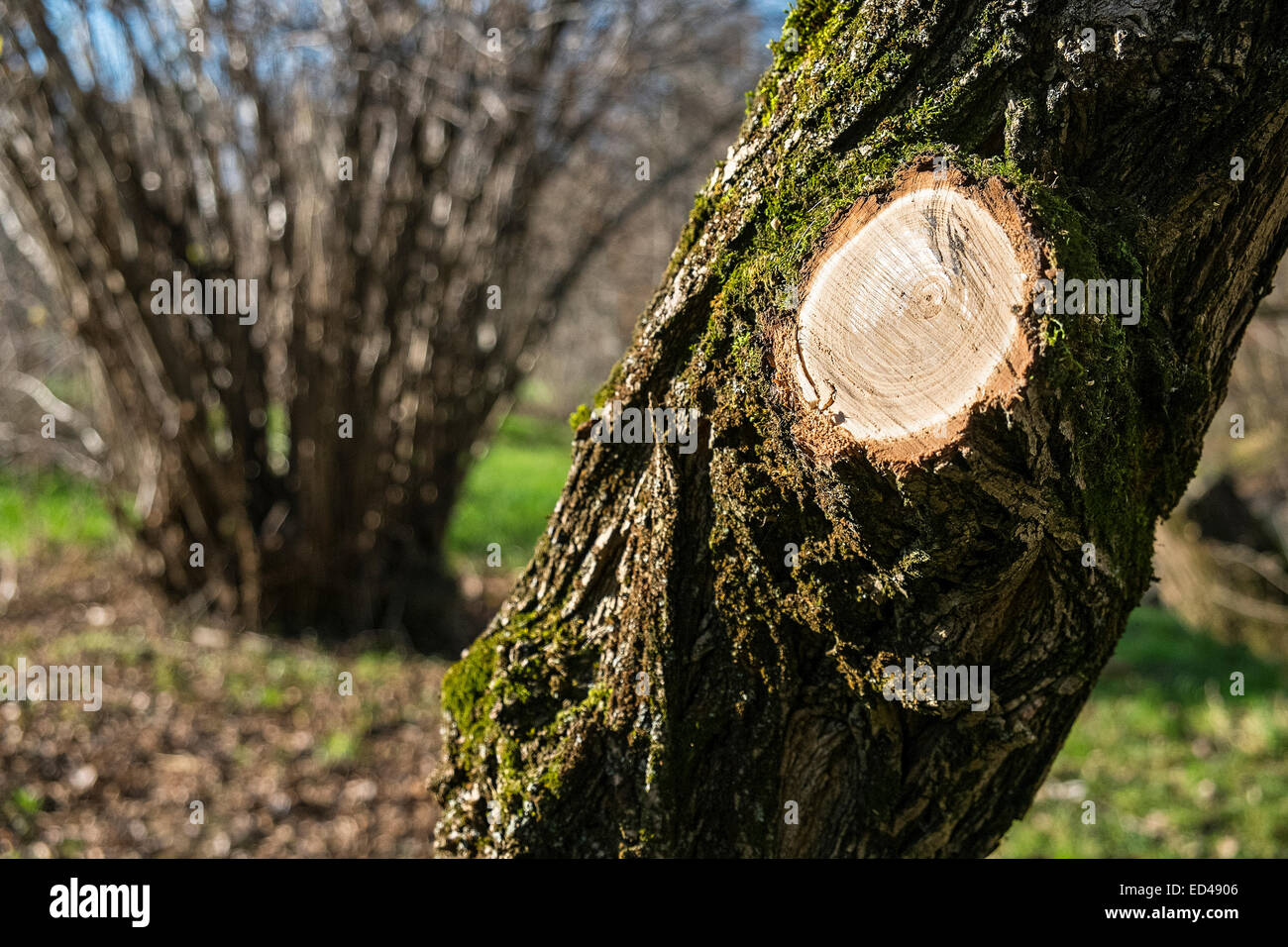 cut the branches Stock Photo - Alamy
