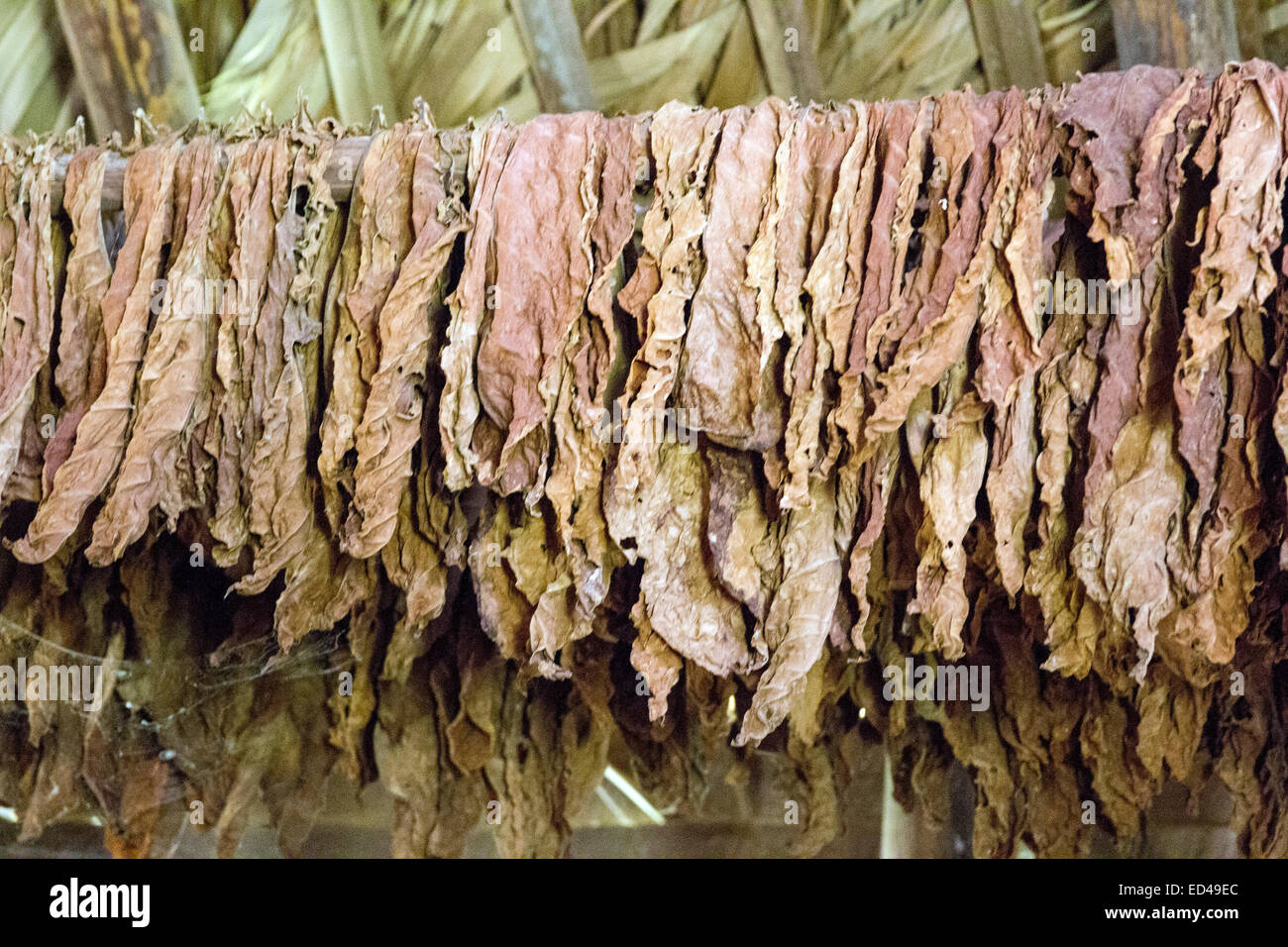Tobacco barn colonial hi-res stock photography and images - Alamy