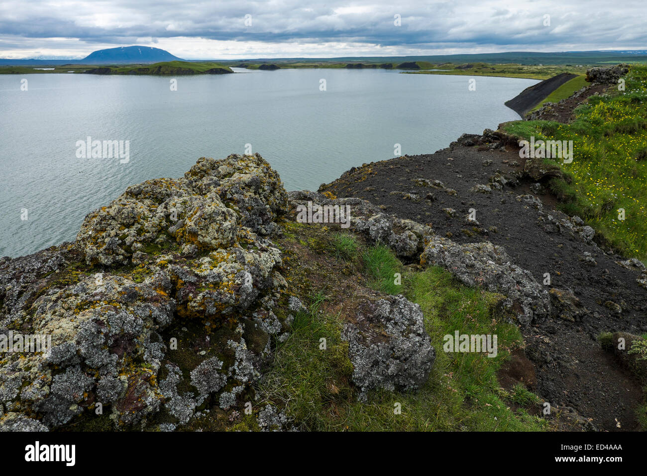 Lake myvatn bird hi-res stock photography and images - Alamy